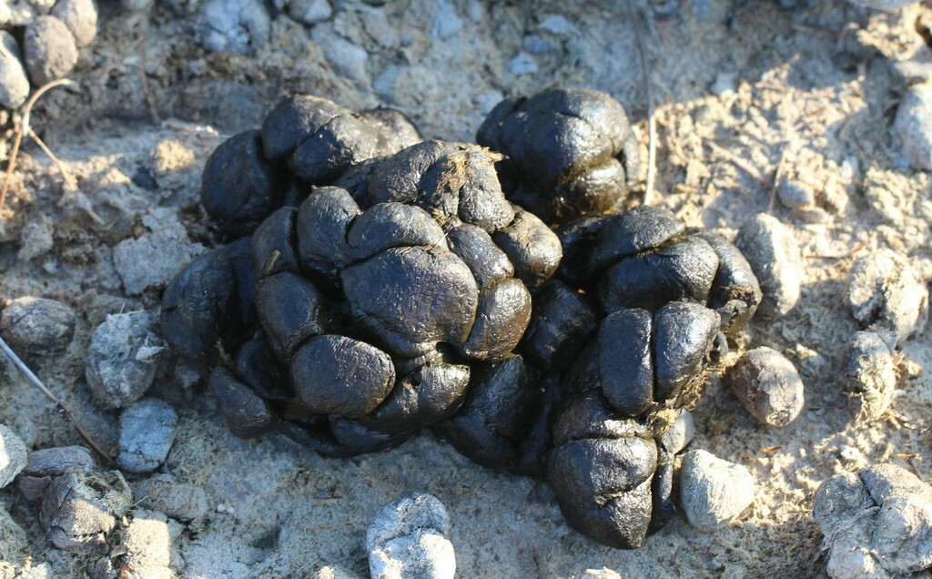 Nilgai from Cameron County, TX, USA on March 2, 2024 at 08:10 AM by ...