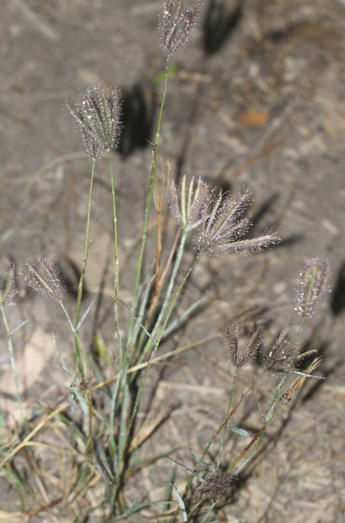 Finger Grass from Cameron County, TX, USA on March 2, 2024 at 11:39 PM ...
