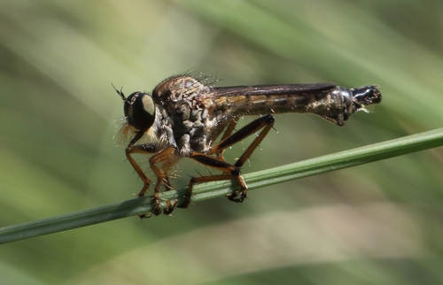 Genus Valiraptor · iNaturalist