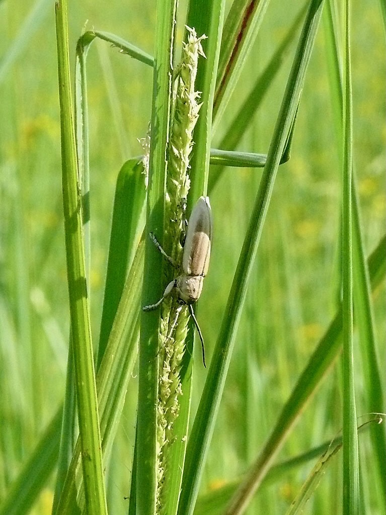 Longhorn Beetles from Mlele, Tanzania on January 17, 2009 at 01:34 PM ...