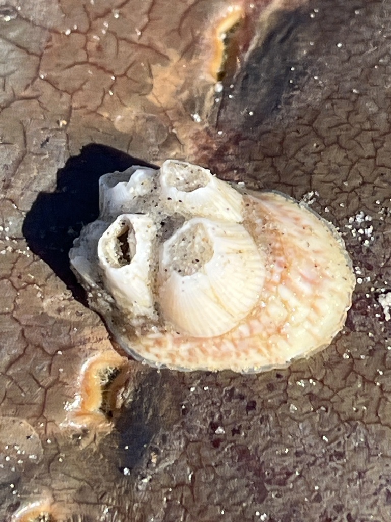 Amphibalanus from Sunset Blvd, Longport, NJ, US on March 3, 2024 at 09: ...