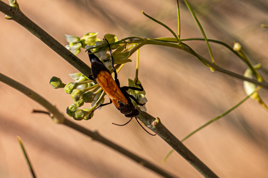 Spider Wasps from B1 North of Grunau, Karas Region, Namibia on December ...
