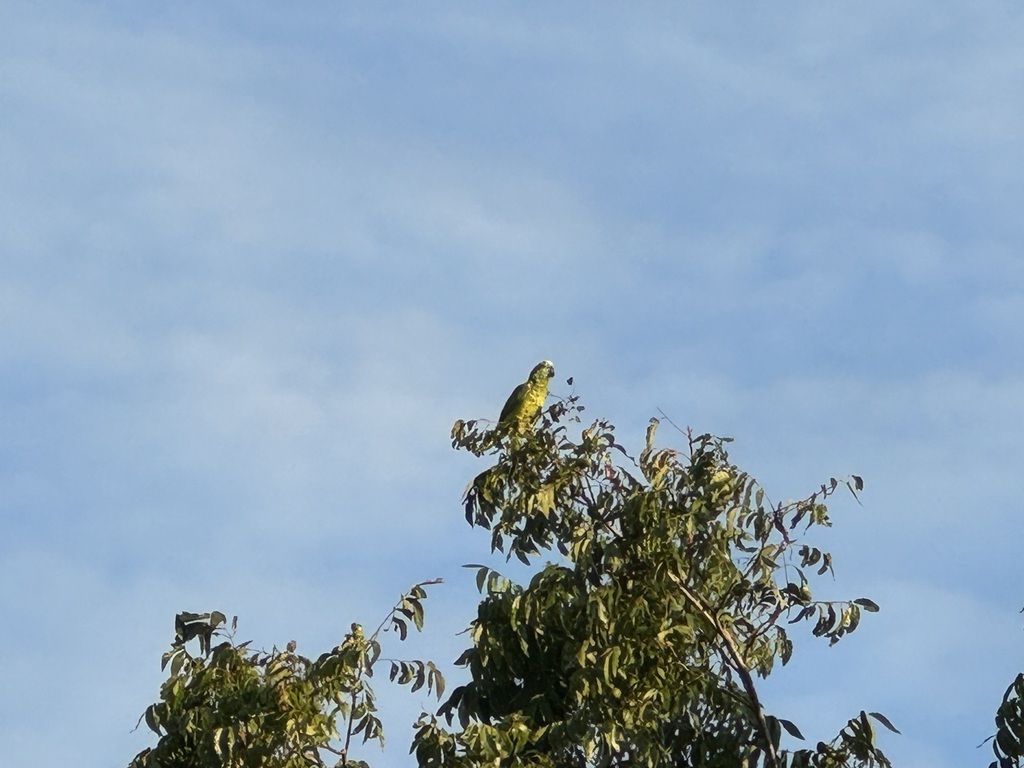 Turquoise-fronted Parrot in March 2024 by Viviane · iNaturalist