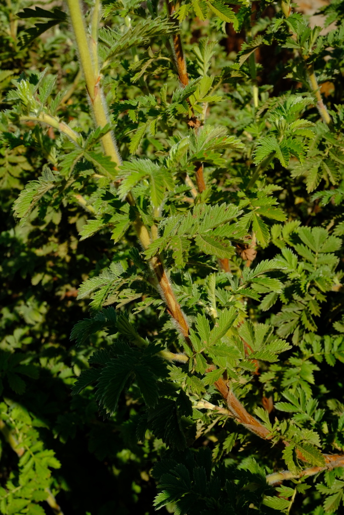 Ouhout from Sekele, South Africa on February 15, 2024 at 09:16 AM by ...