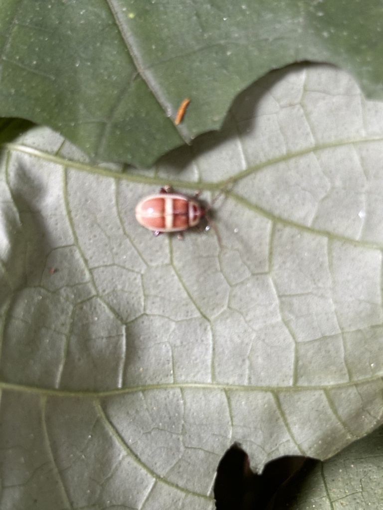 Asphaera discicollis from Corredor Noratlántico, Sarapiqui, Heredia, CR ...