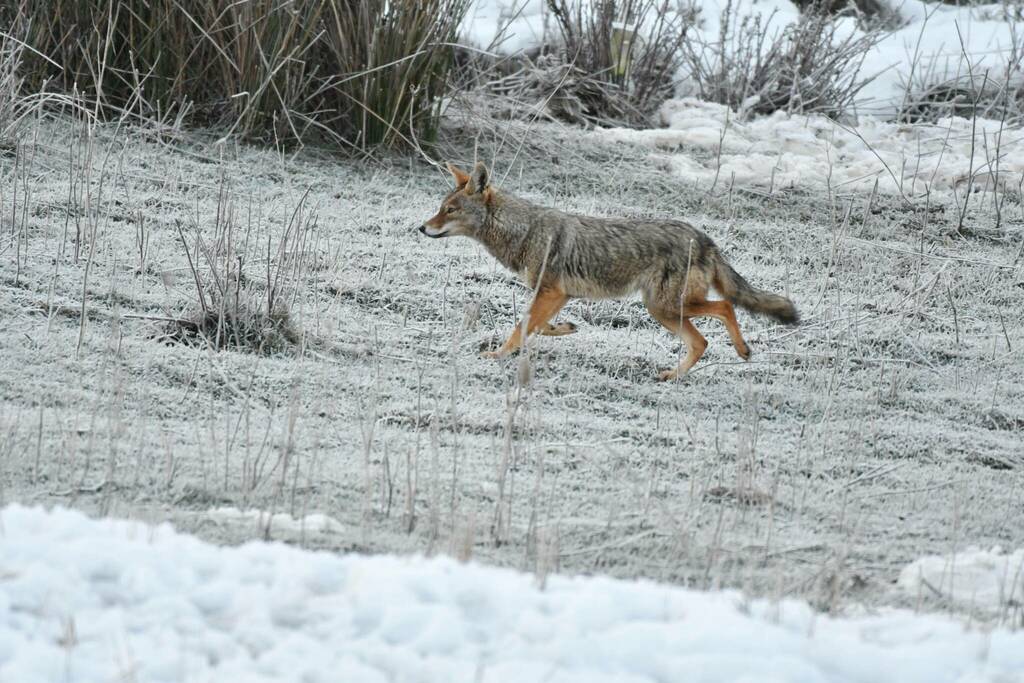 African Wolf (Canis lupaster) - Know Your Mammals