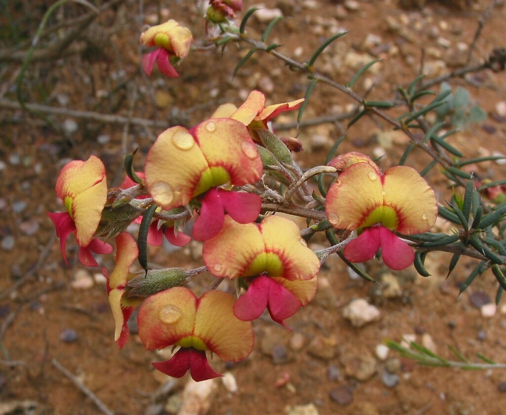 Needle-leaved Chorizema from Frank Hann National Park, Lake King ...