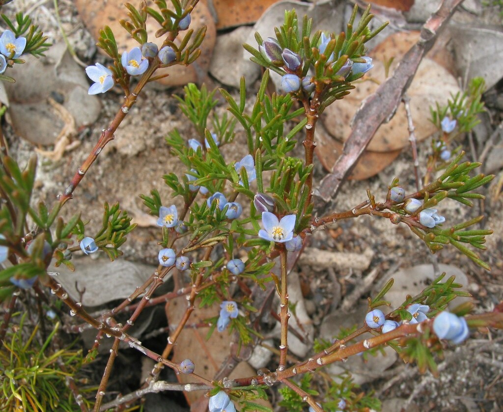 Cyanothamnus ramosus anethifolius from Frank Hann National Park, Lake ...