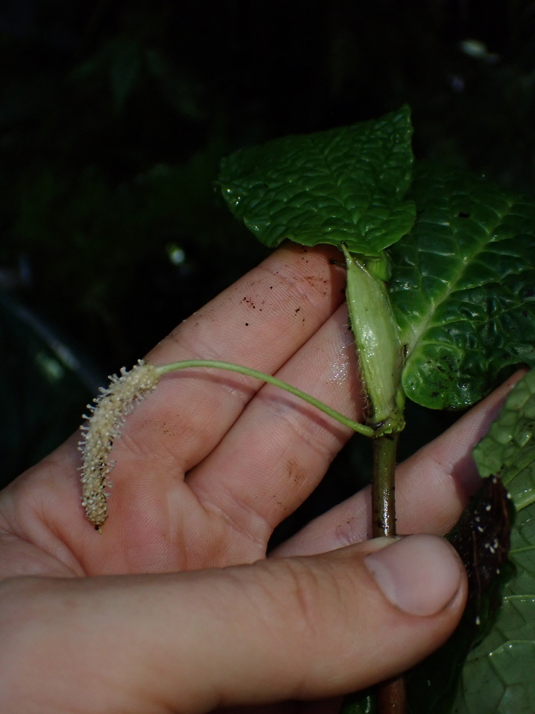 pepper plants from Tulcan, Ecuador on January 24, 2024 at 06:26 AM by ...