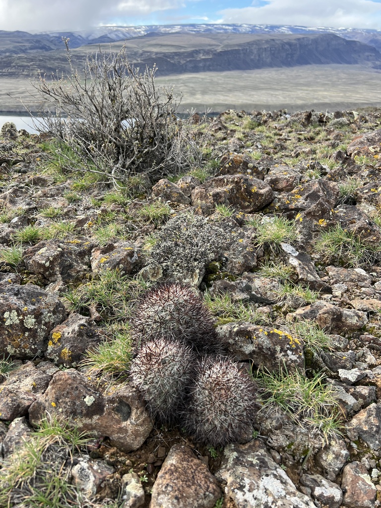 Columbia Plateau Cactus in March 2024 by James H. Thomas · iNaturalist
