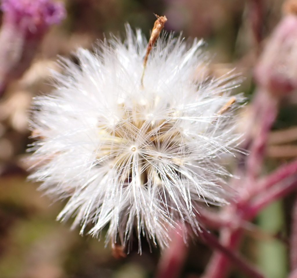 Purple Ragwort from Montagu Pass North, Garden Route District ...