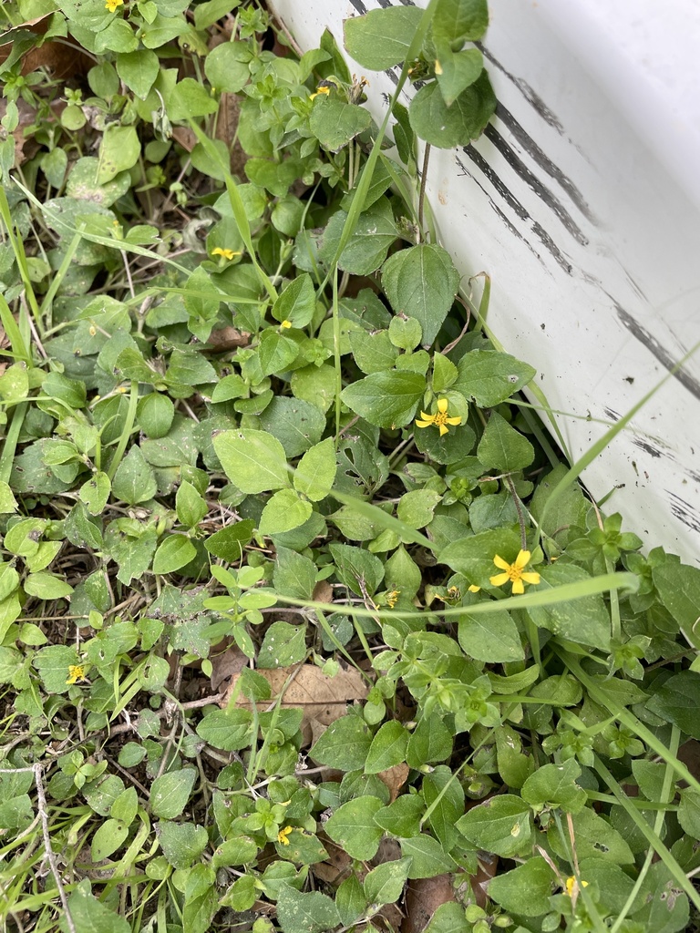 straggler daisy from Bogart Rd, Cedar Park, TX, US on November 23, 2023 ...