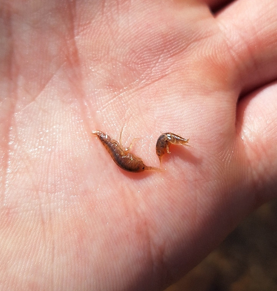 Gammaridae from Podsljeme, Zagreb, Croatia on March 3, 2024 at 11:52 AM ...
