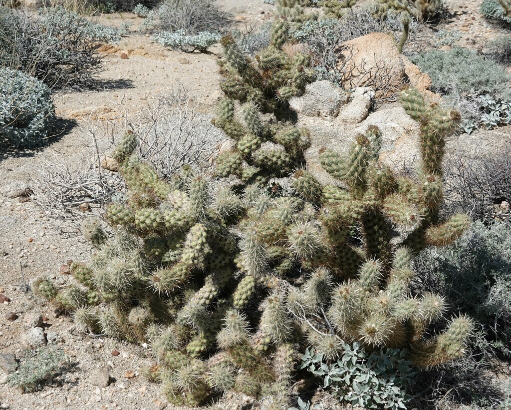 Wolf's cholla from Imperial County, CA, USA on February 29, 2024 at 11: ...