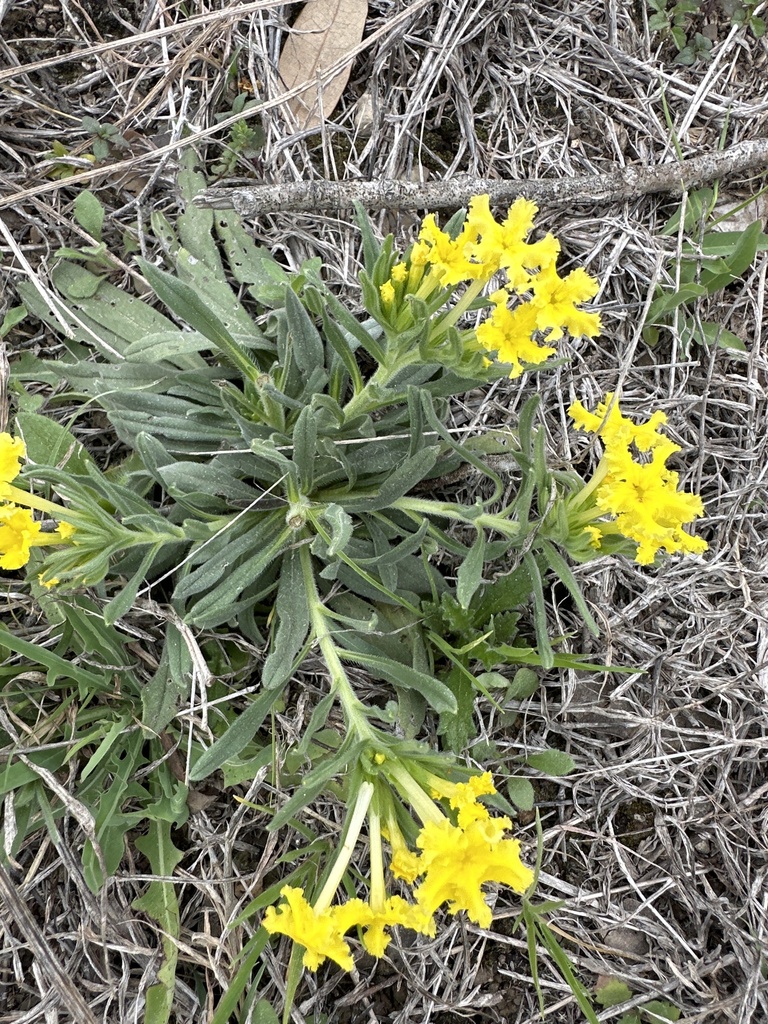 narrowleaf puccoon from Natural Bridge Caverns Rd, San Antonio, TX, US ...