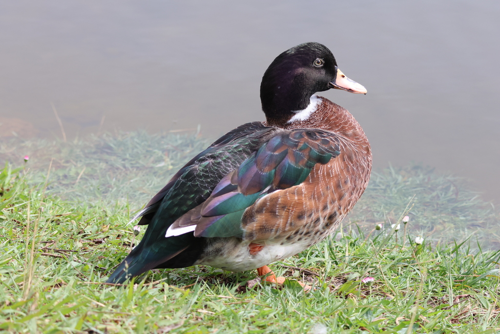 Mallard × Muscovy Duck (Wildlife of New South Wales Australia ...