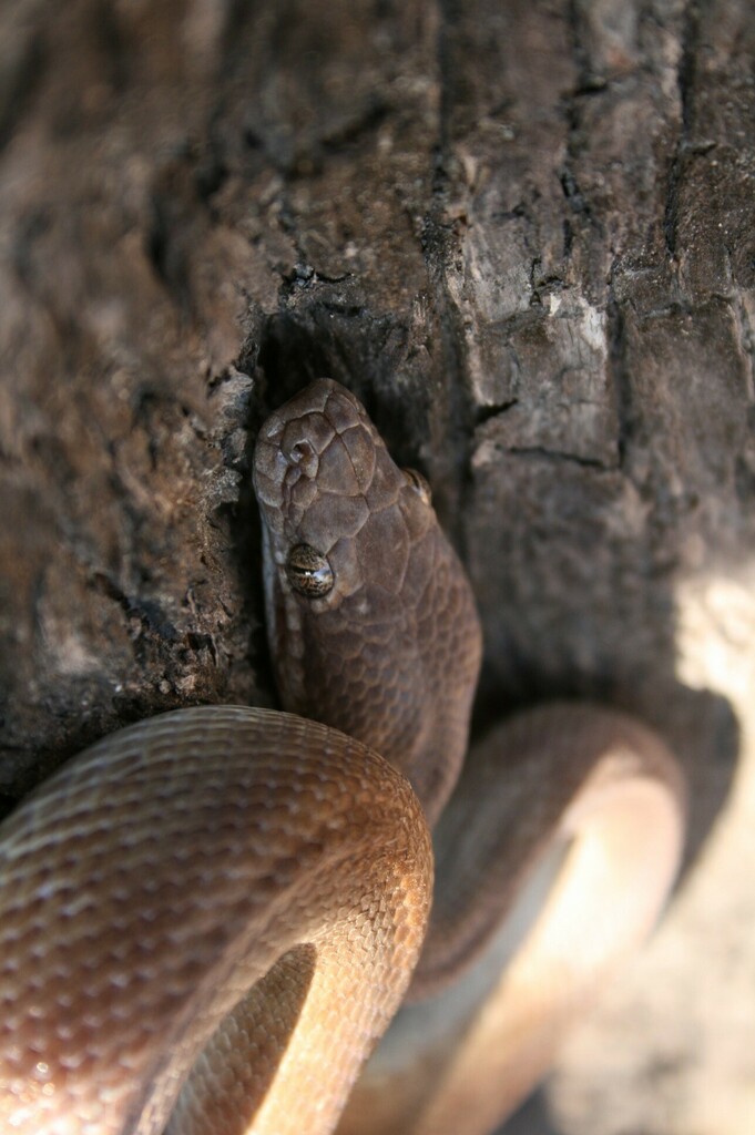 Children's Python from Kakadu NT 0822, Australia on August 7, 2007 at ...