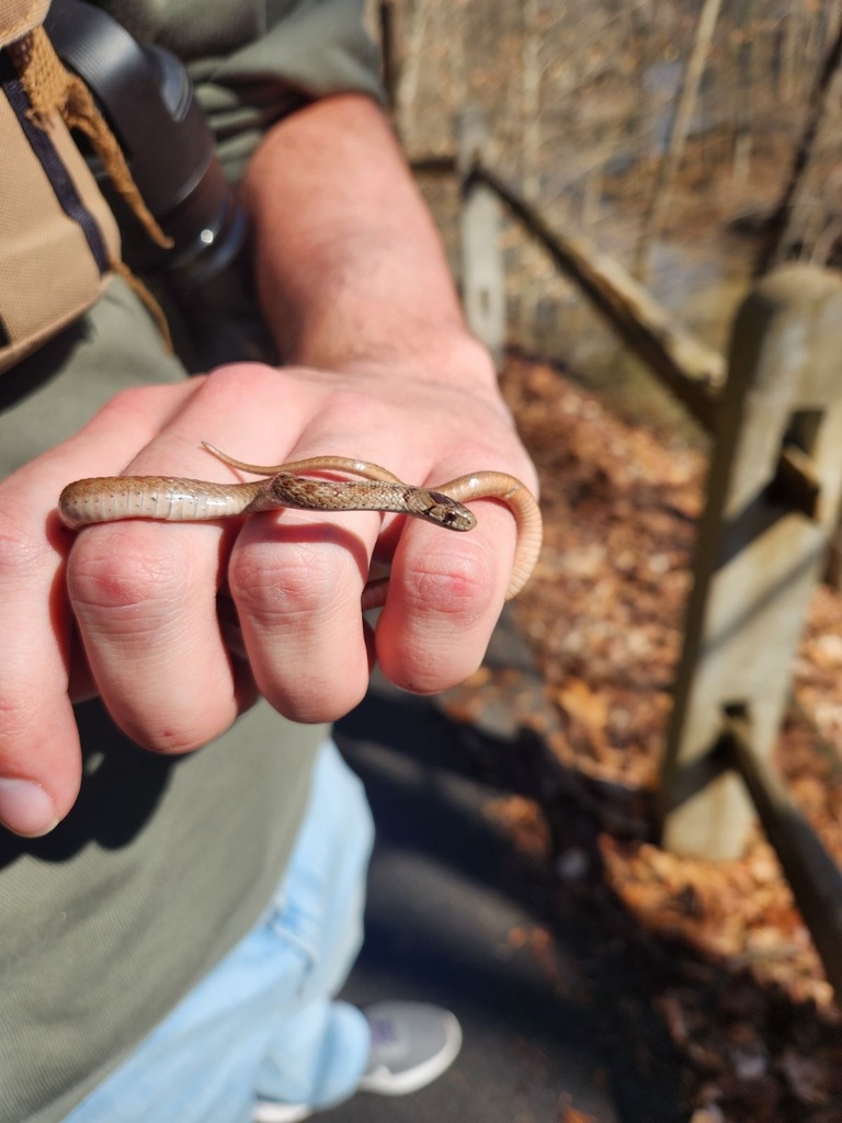 DeKay's Brownsnake from Pennypack Creek, Philadelphia, PA, US on March ...