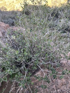 Wishbone Bush from Pima County, AZ, USA on March 2, 2024 at 04:02 PM by ...