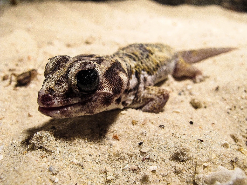 Persian Wonder Gecko from Sector, Dubai, Dubai, AE on March 3, 2024 at ...