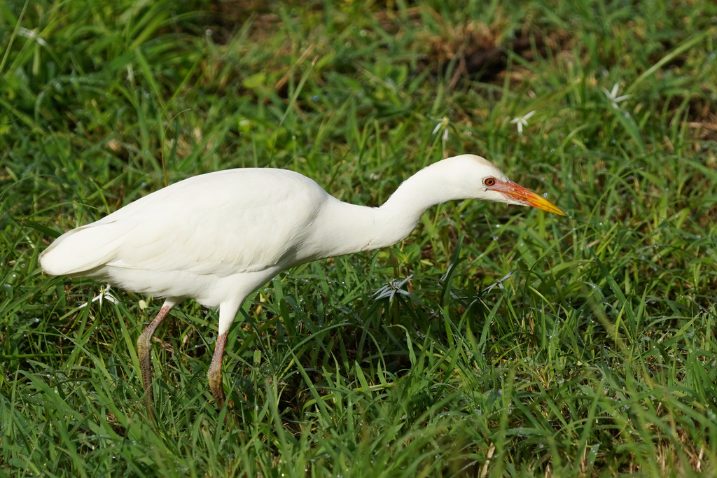 Western Cattle Egret from Pitahaya, Luquillo, Puerto Rico on February ...