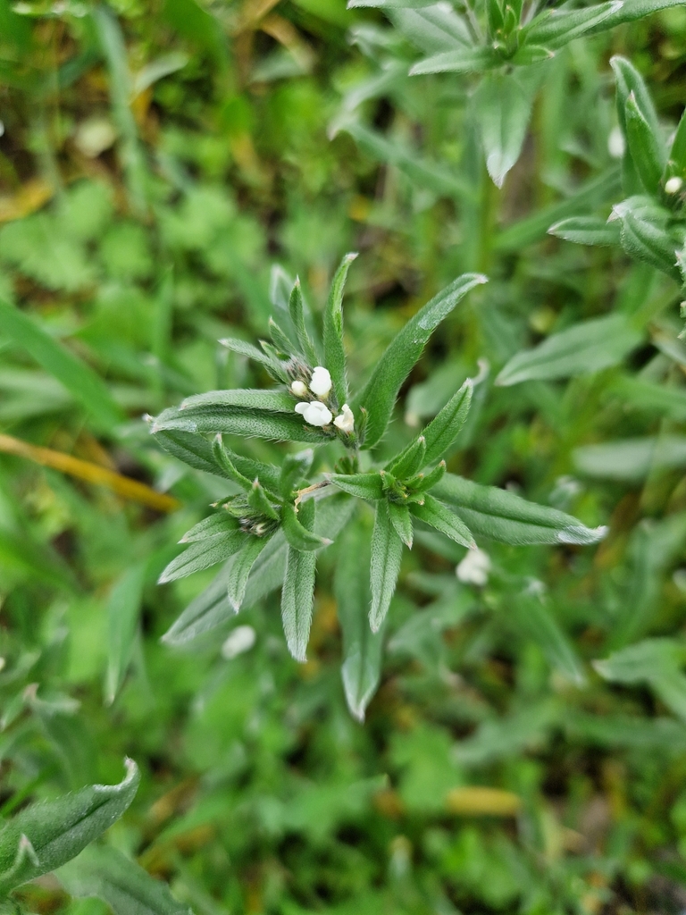 corn gromwell from Borghetto Sul Mincio Pensilina, 37067 Valeggio sul ...