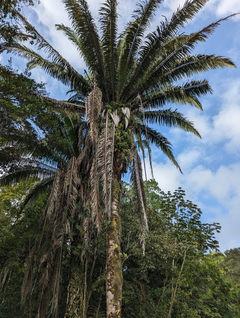 Cohune Palm in February 2024 by Kent Ross · iNaturalist