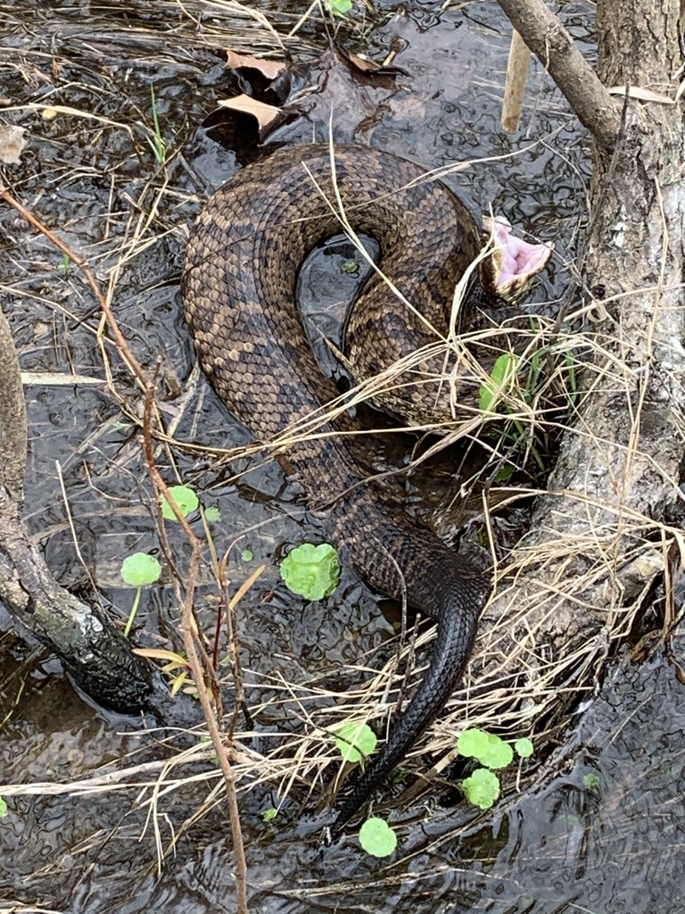 Northern Cottonmouth from Victoria, TX, US on March 3, 2024 at 11:28 AM ...