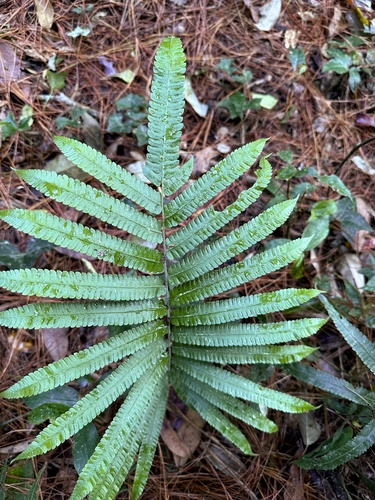 Pronephrium articulatum · iNaturalist