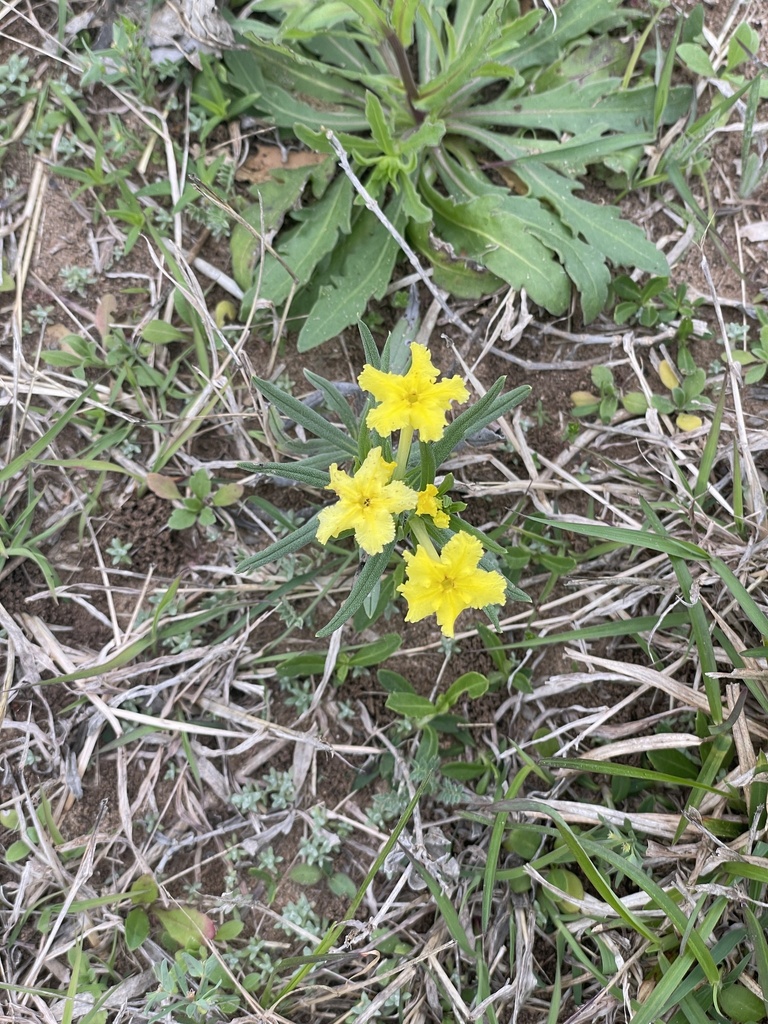narrowleaf puccoon in March 2024 by Chet Burrier · iNaturalist