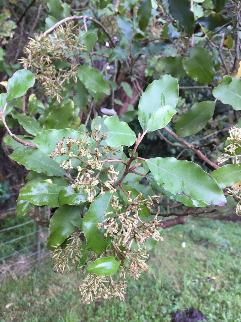 Akepiro from Barrett Domain, Whalers Gate, Taranaki, NZ on April 23 ...