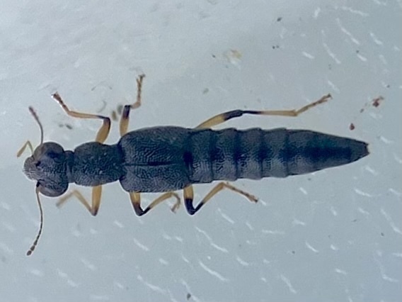 Stenus similis from Geo-Naturpark Bergstraße-Odenwald, Heppenheim ...