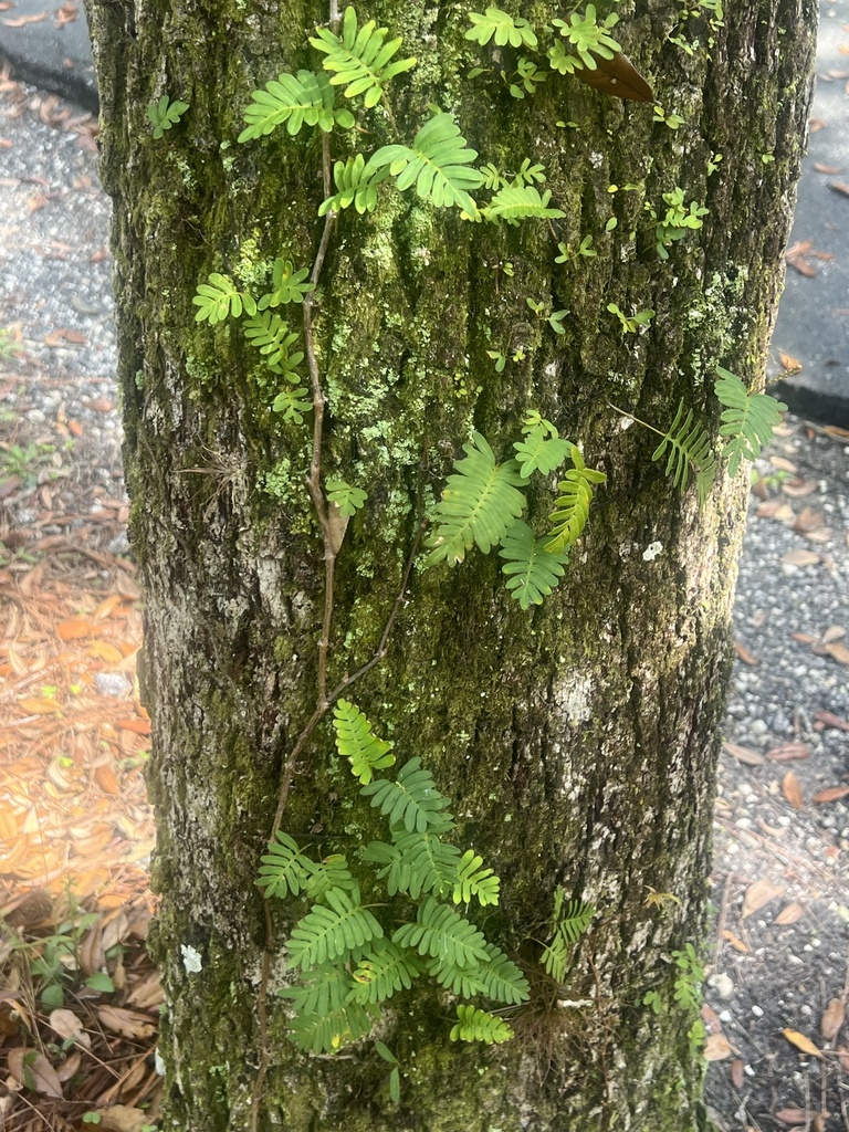 resurrection fern from Lettuce Lake Conservation Park, Tampa, FL, US on ...