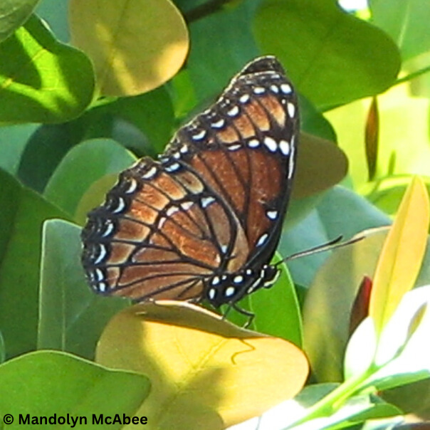 Viceroy from Lee County, FL, USA on September 4, 2011 at 02:34 PM by ...