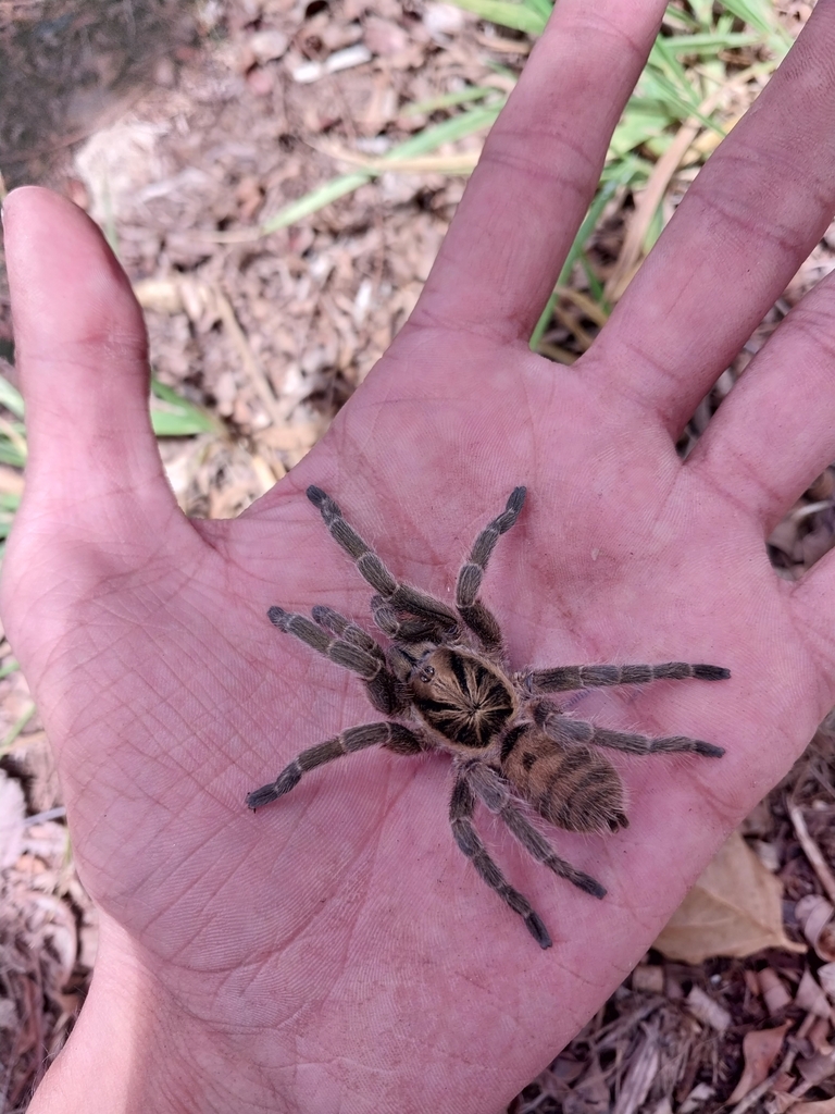 Trinidad Olive Tarantula from San Juan-Laventille Regional Corporation ...