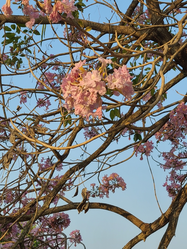Pink poui from 30507 Puerto Arista, Chis., Mexico on March 3, 2024 at ...