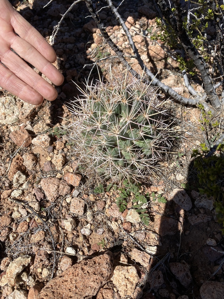 Long-tubercled Cory Cactus in March 2024 by josephzummach · iNaturalist