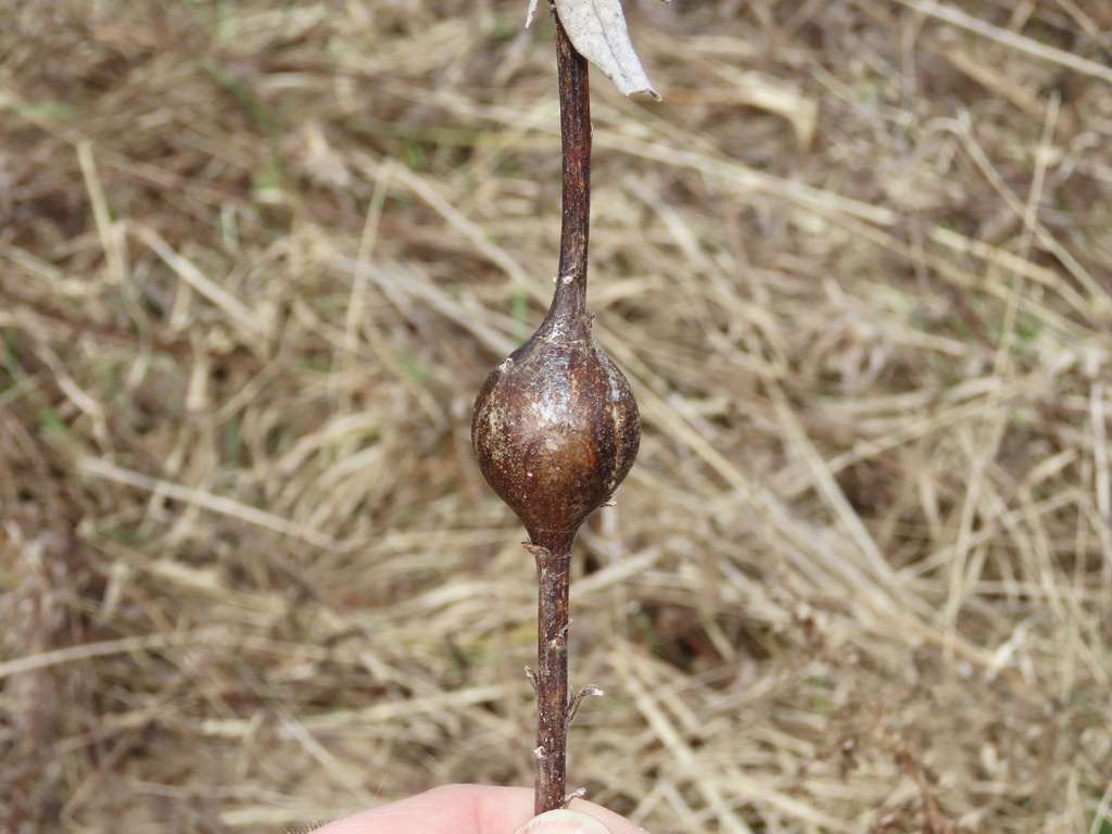 Goldenrod Gall Fly in March 2024 by Josh Emm · iNaturalist