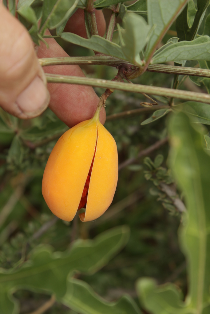 Wild Granadilla (Adenia digitata) - Botanical Realm