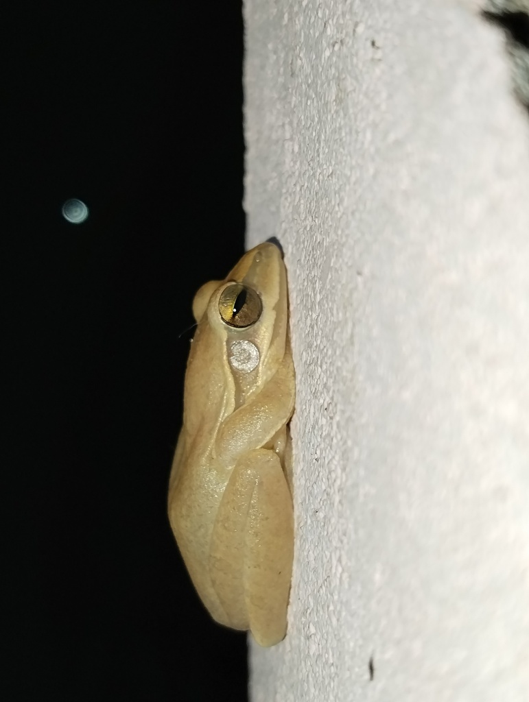 Chunam Tree Frog from Churhe Bada, Brahmapuri, Maharashtra 441206 ...