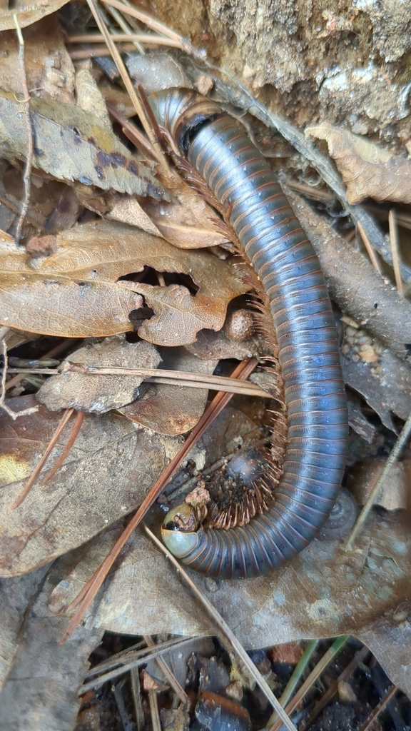 American Giant Millipede Complex from Greenville on March 3, 2024 at 02 ...