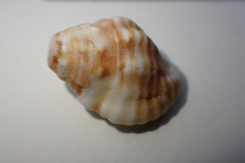 Tinted Cantharus from Guantánamo Bay, Guantánamo, CU on March 3, 2024 ...