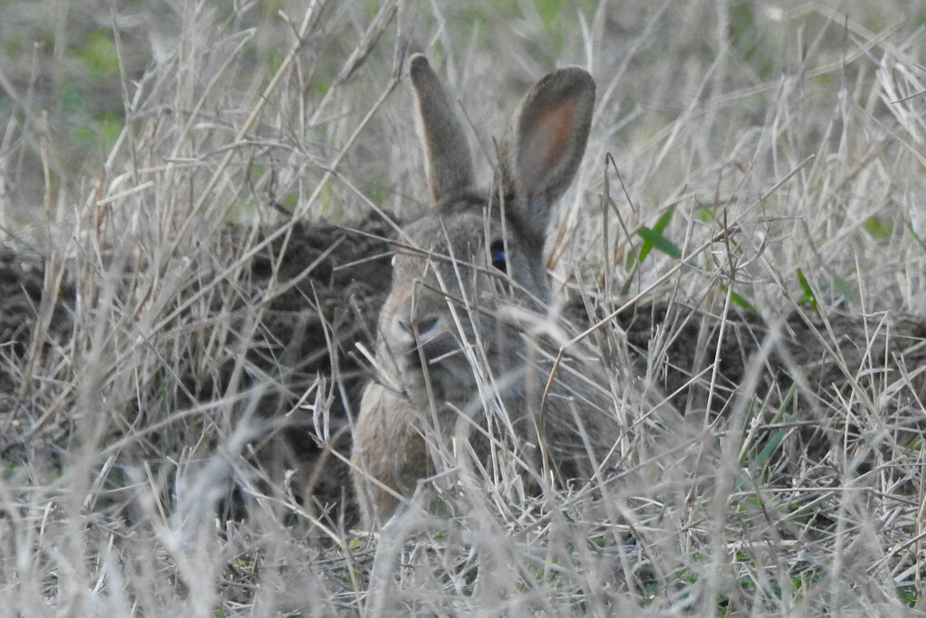 European Rabbit from Kunfehértó, 6413 Hungary on March 2, 2024 at 05:15 ...
