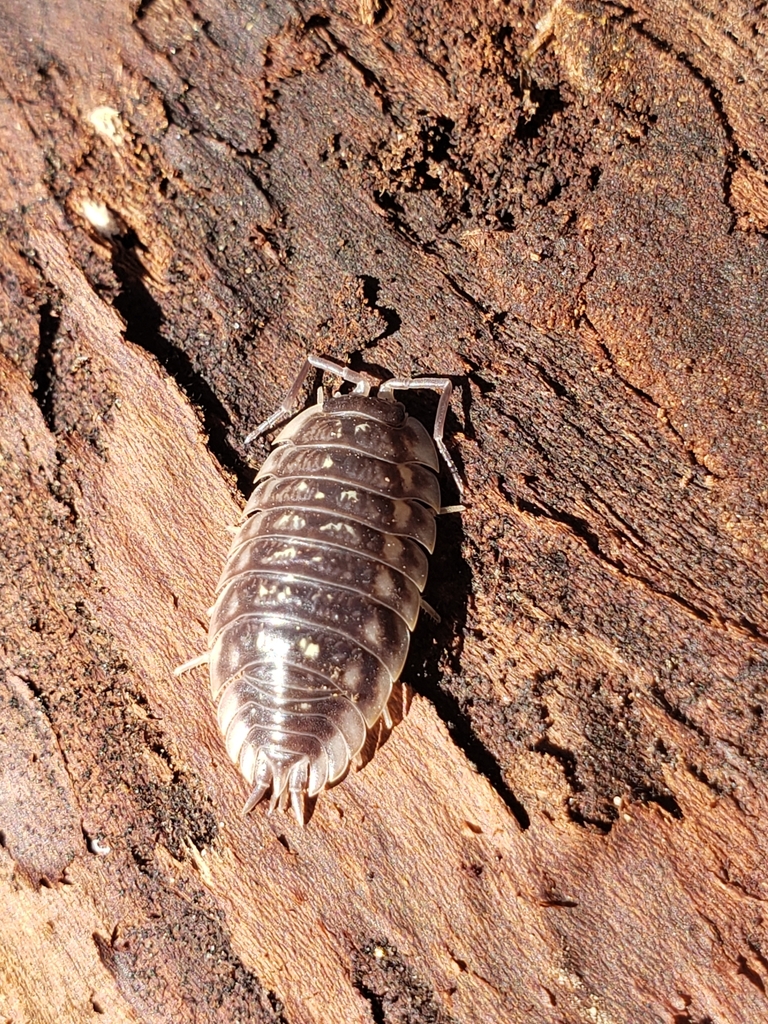 Common Shiny Woodlouse from East Lansing, MI, USA on March 3, 2024 at ...