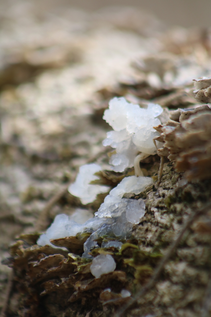 snow fungus from Landria Dr, Richmond, VA, US on March 3, 2024 at 10:49 ...