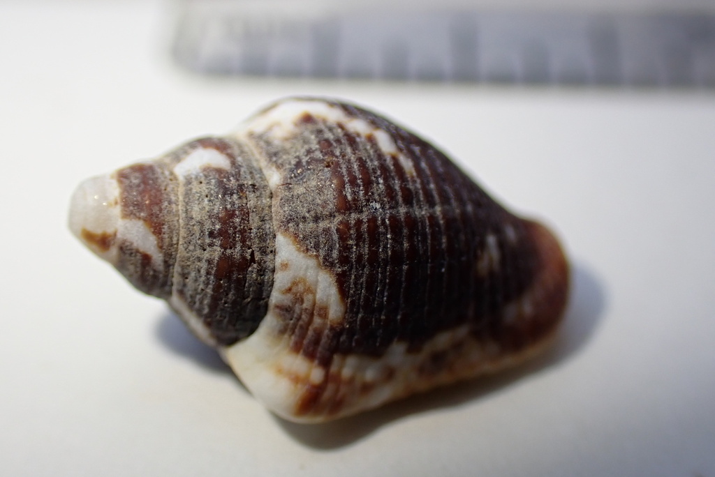 Merchant Dove Shell from Guantánamo Bay, Guantánamo, CU on March 3 ...