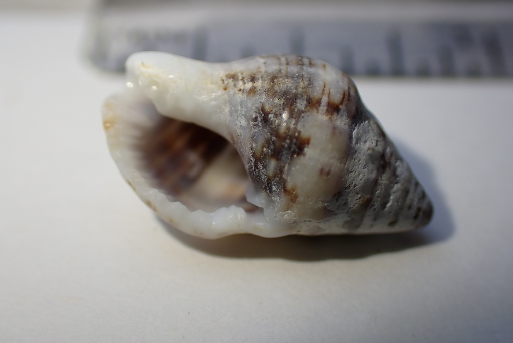 Tinted Cantharus from Guantánamo Bay, Guantánamo, CU on March 3, 2024 ...