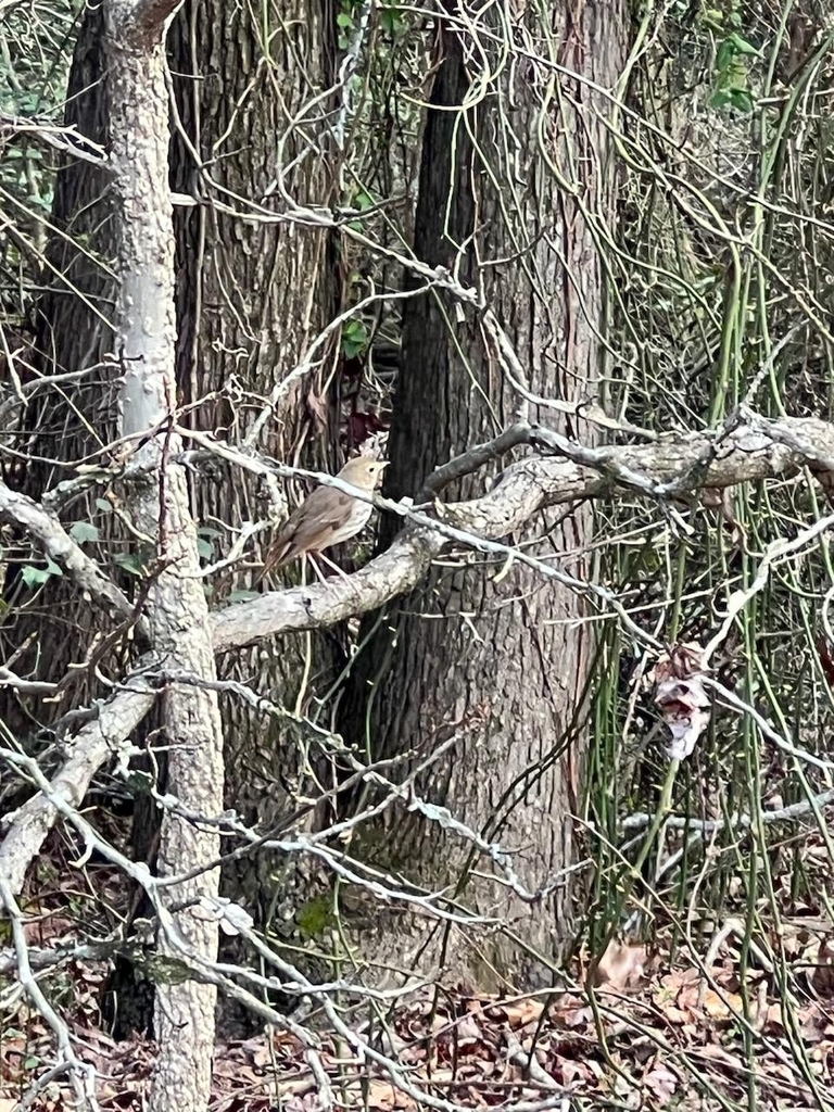 Hermit Thrush from Colonial Heights, VA 23834, USA on March 3, 2024 at ...