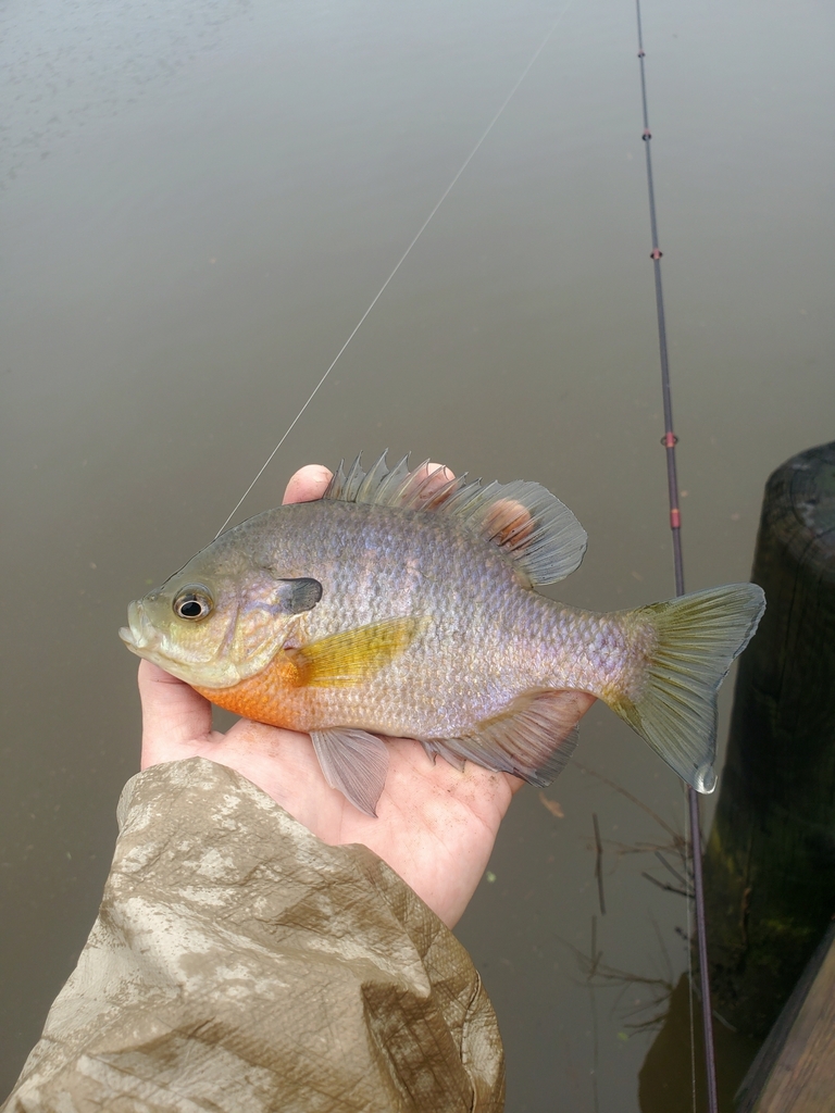 Northern Bluegill from Federalsburg, MD 21632, USA on March 2, 2024 at 01:07 PM by Drew ...