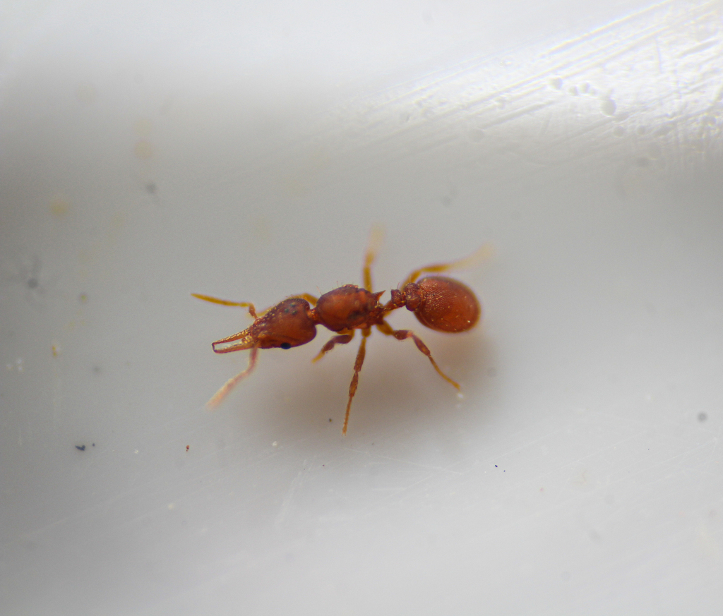 Eggers’ Pygmy Snapping Ant from Barra do Choça - BA, Brasil on March 3 ...